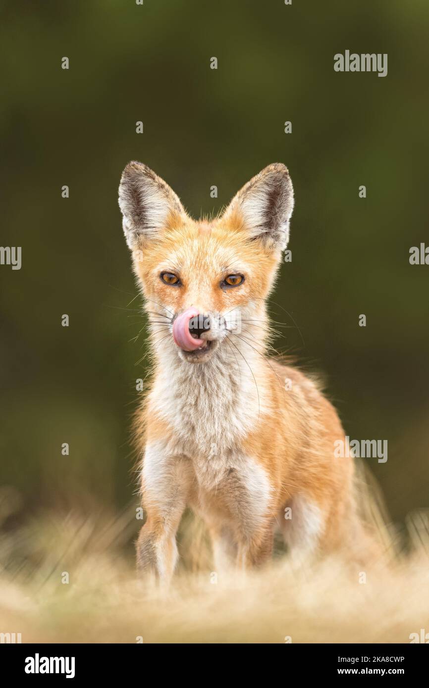 A vertical shallow focus portrait of a furry fox in the forest Stock ...