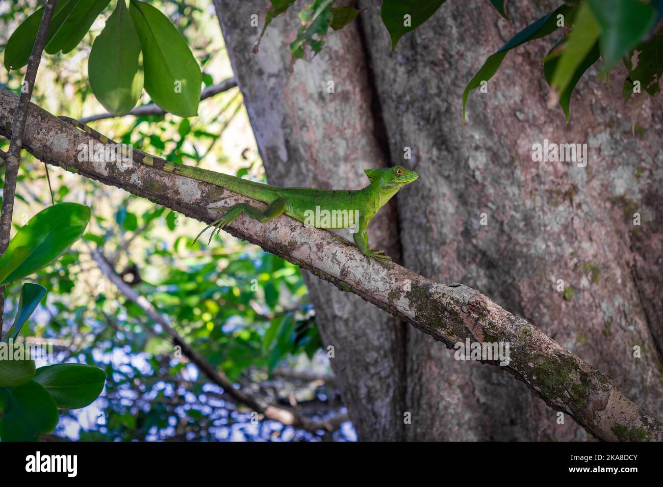Basilisk lizard on water hi-res stock photography and images - Alamy