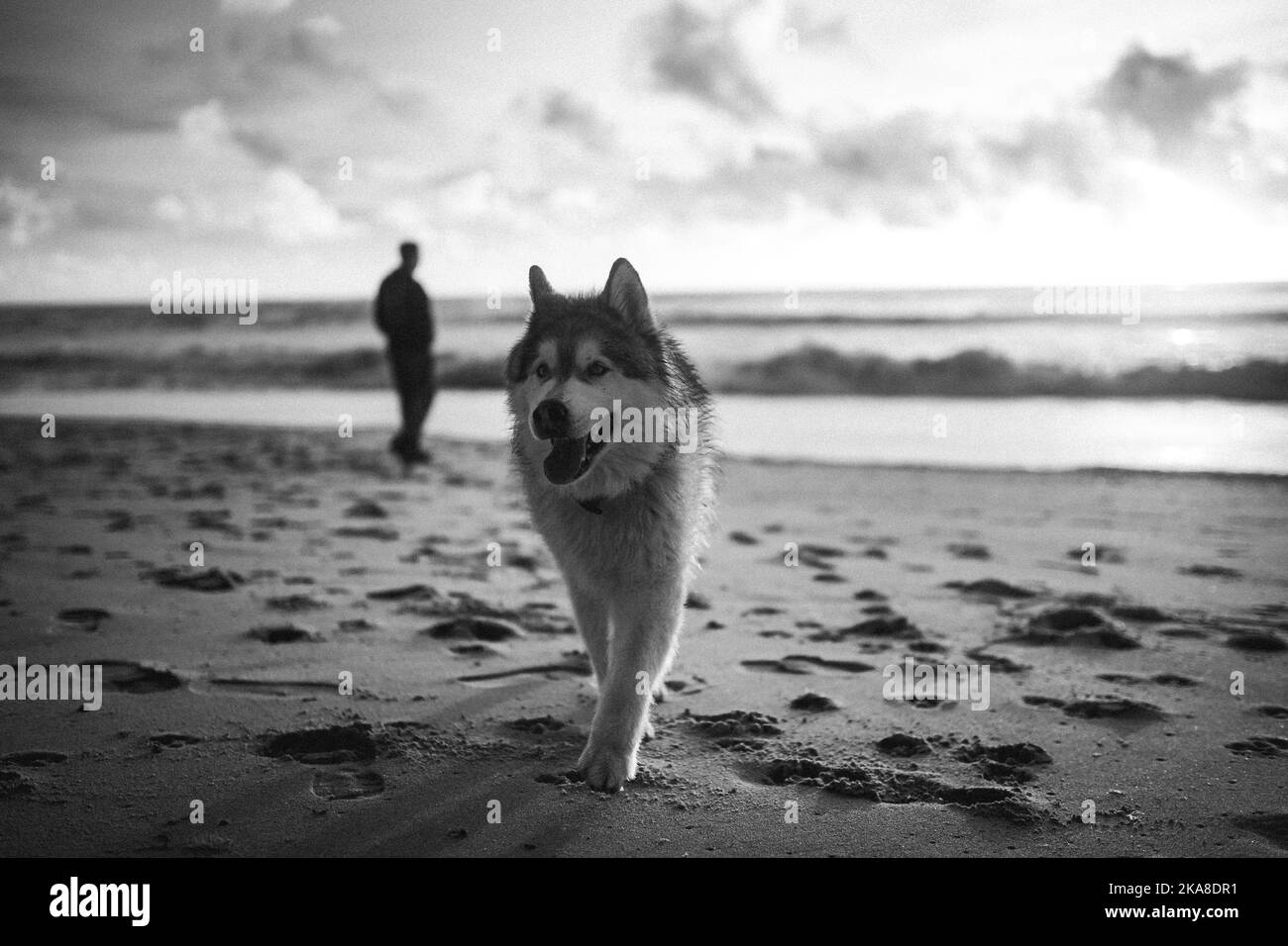 A grayscale shot of an adorable Siberian Husky walking on the beach ...