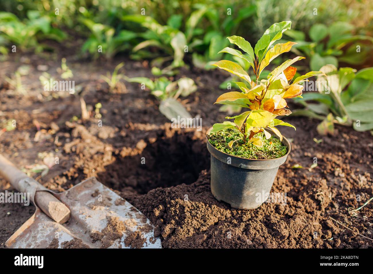 Preparation for planting magnolia into soil. Small tree in container ...