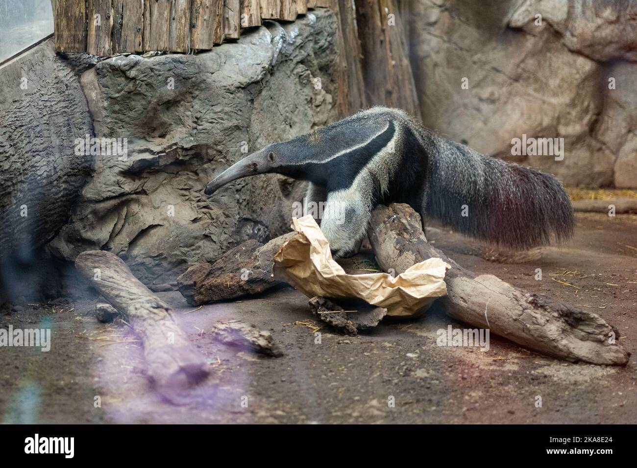 A Giant Ant Eater Enjoying it's day at The Franklin Park Zoo in Boston ...