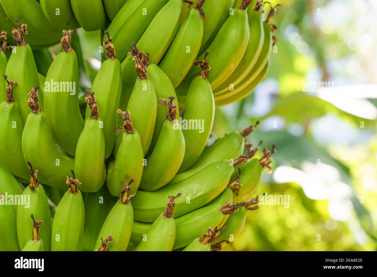 Branch of bananas on a palm tree. Fresh green bananas fruit growing on ...