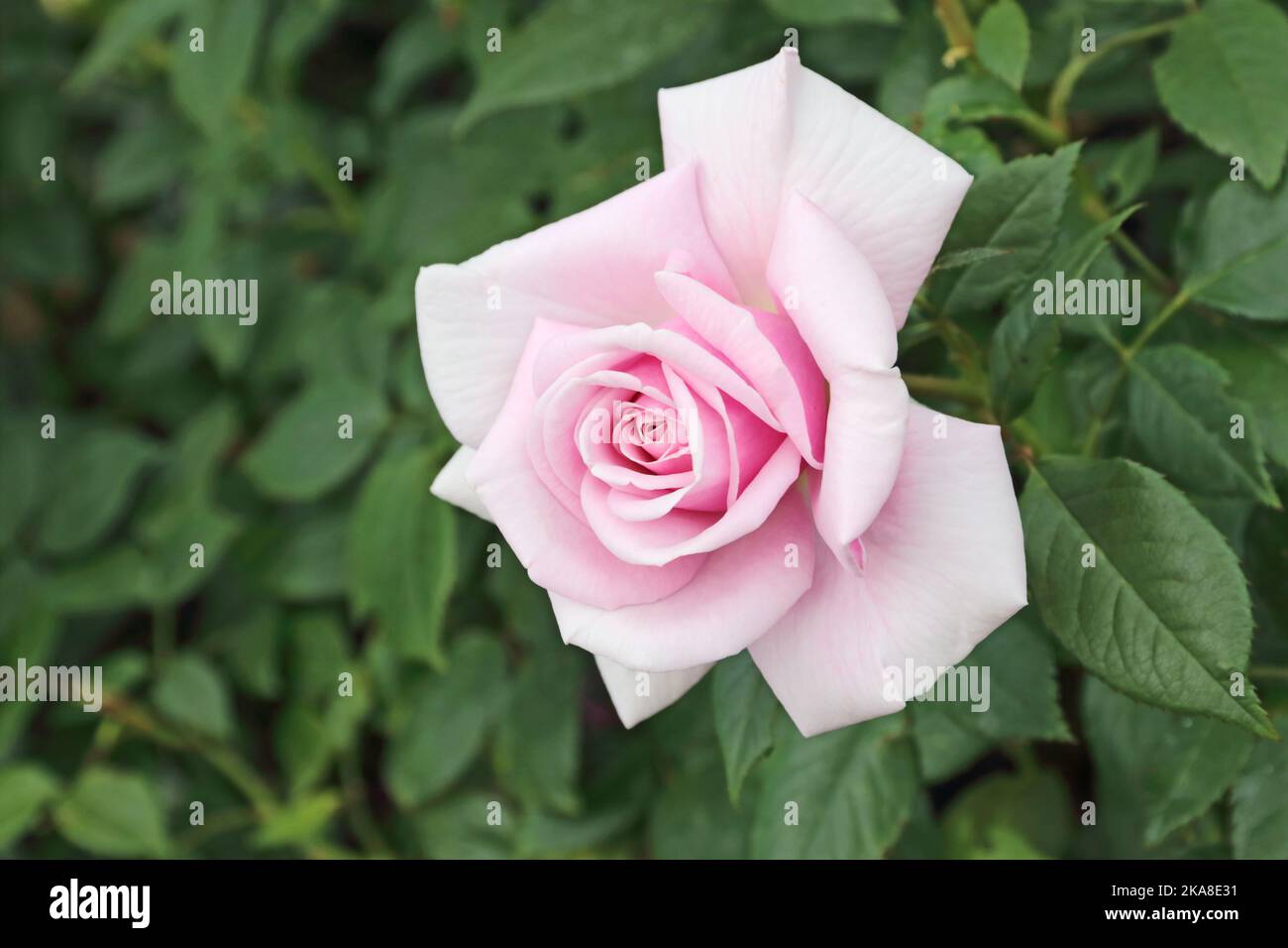 Rose "Hopes and Dreams Stock Photo - Alamy