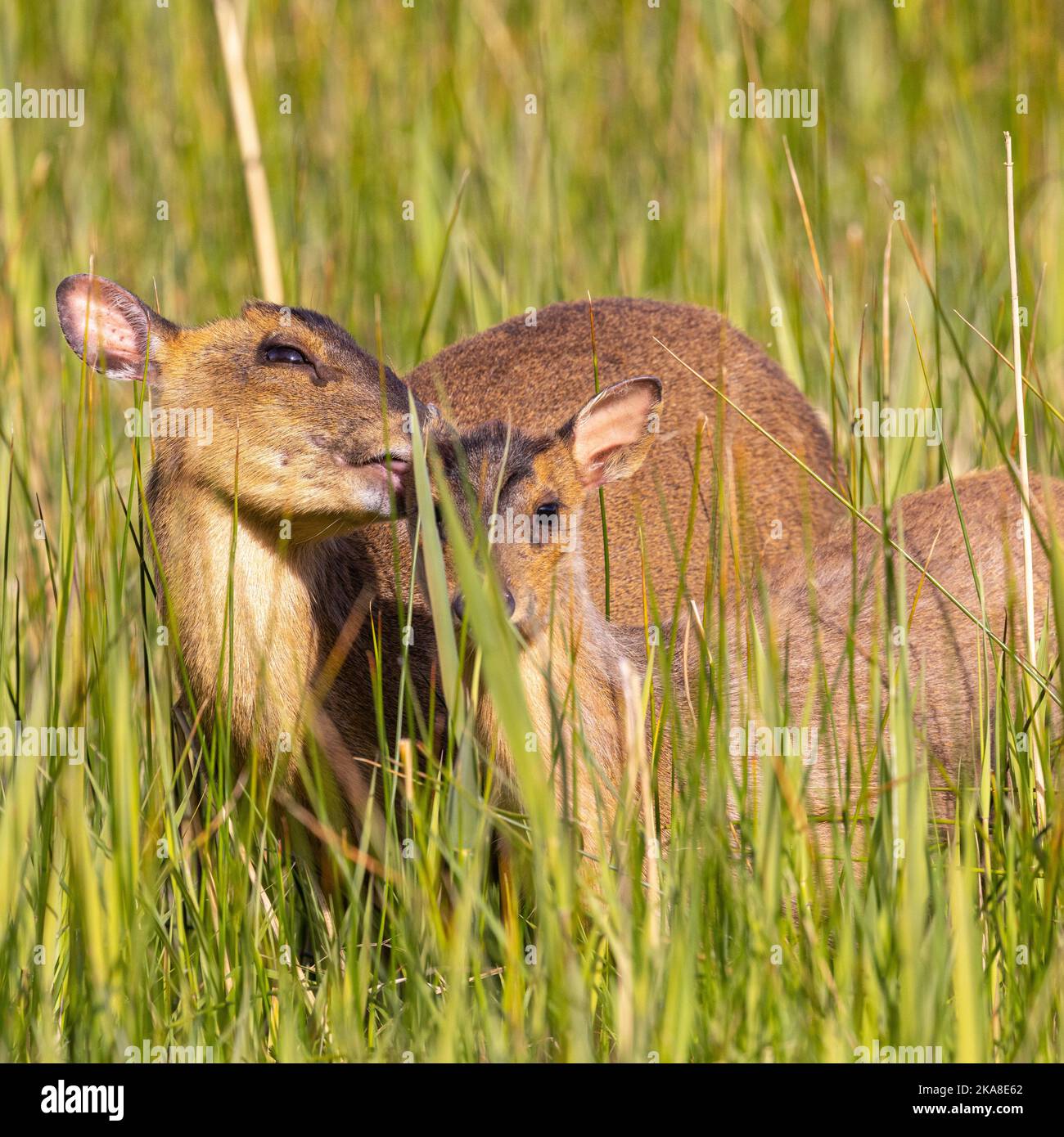 Chinese muntjacs hi-res stock photography and images - Alamy