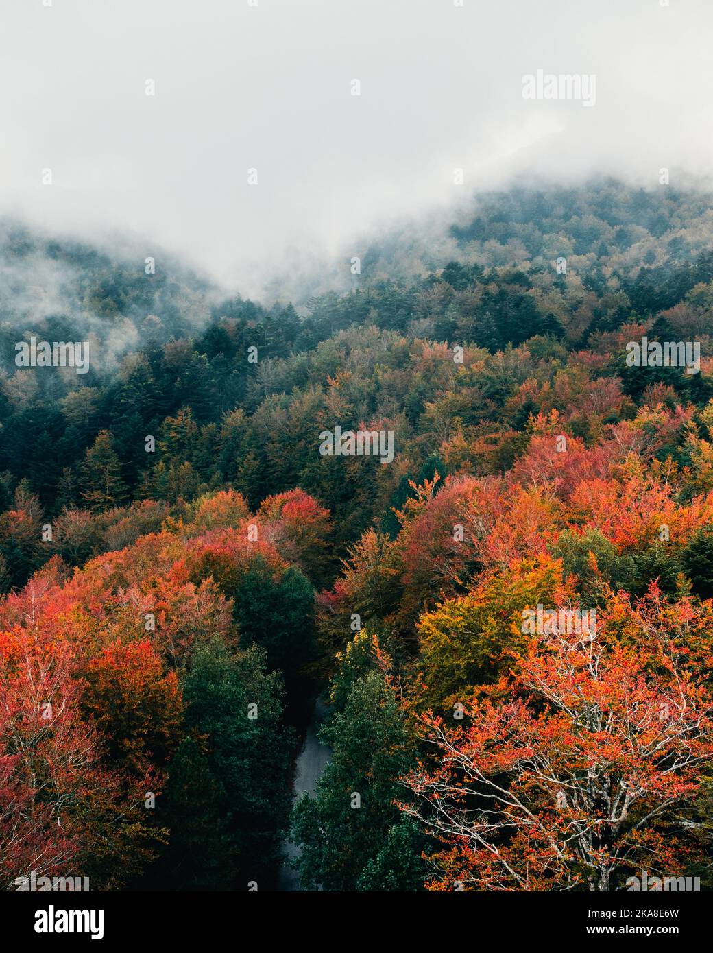 Autumn treetops hi-res stock photography and images - Alamy