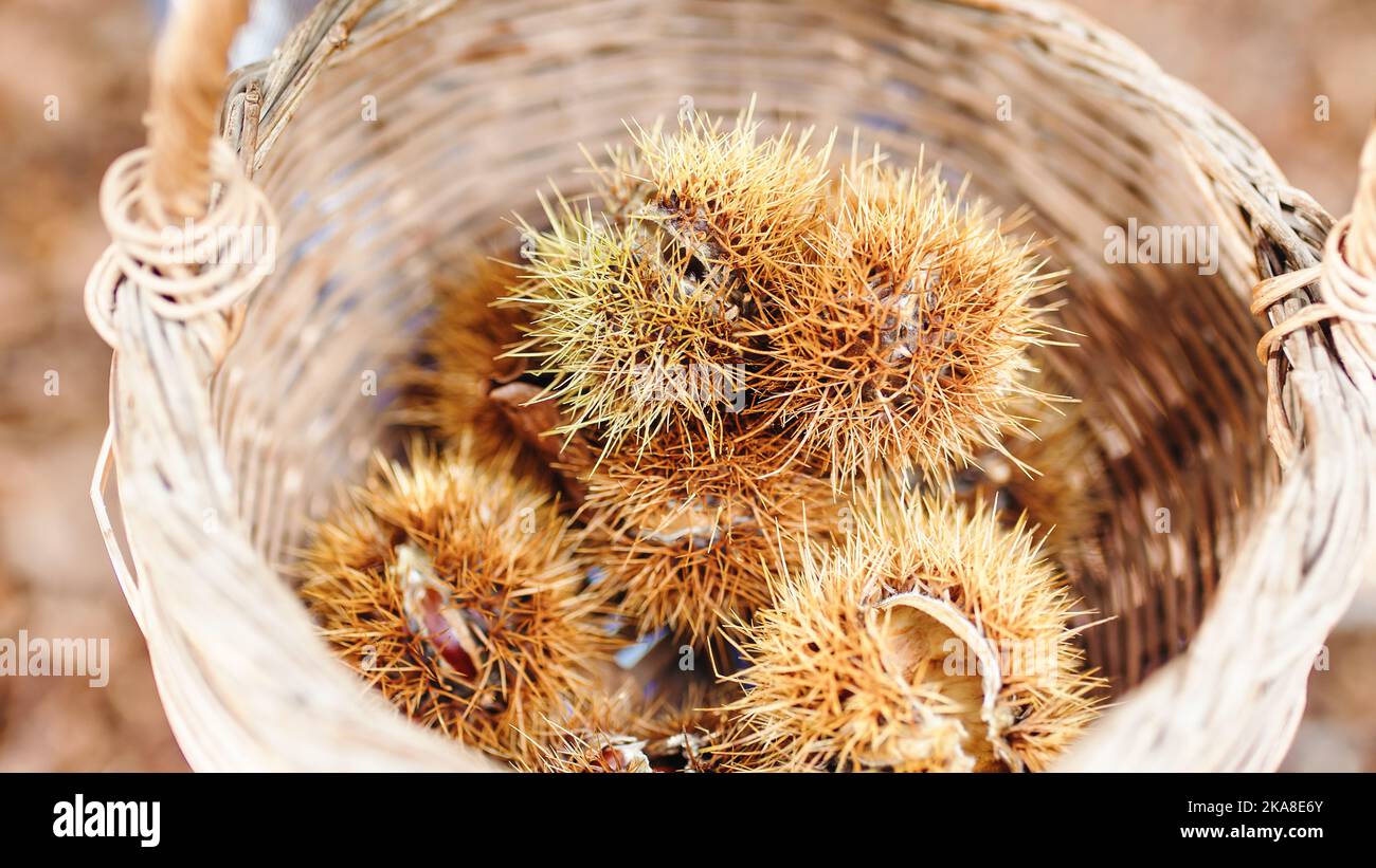 Chestnut in hedgehogs hi-res stock photography and images - Alamy