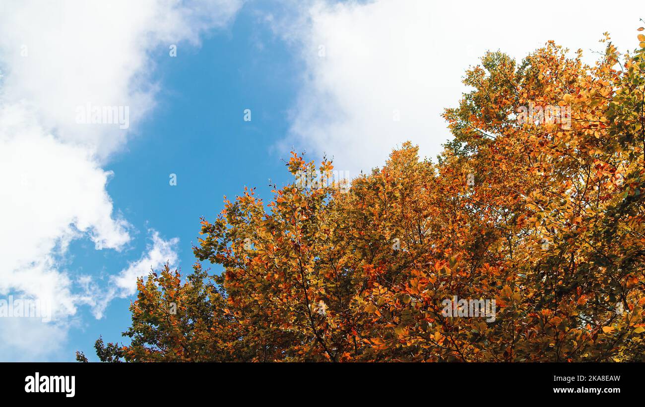 Tops trees yellow leaves hi-res stock photography and images - Alamy