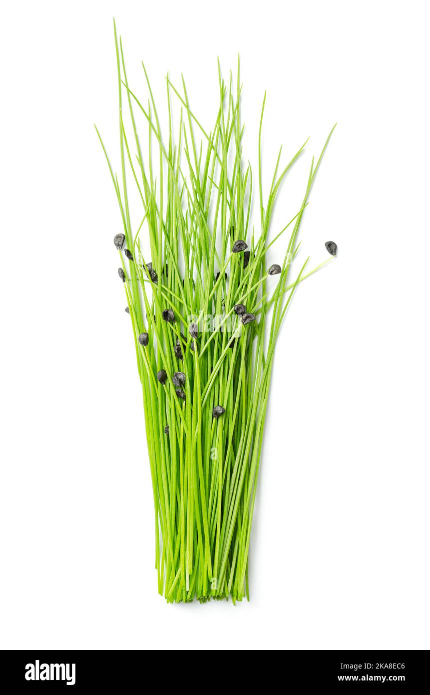 Monocot seedlings hi-res stock photography and images - Alamy