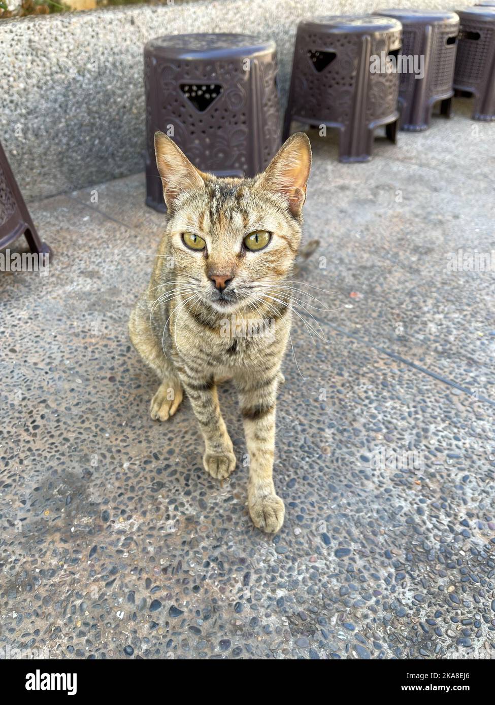 Street cat sitting alone in the street outdoor Stock Photo - Alamy