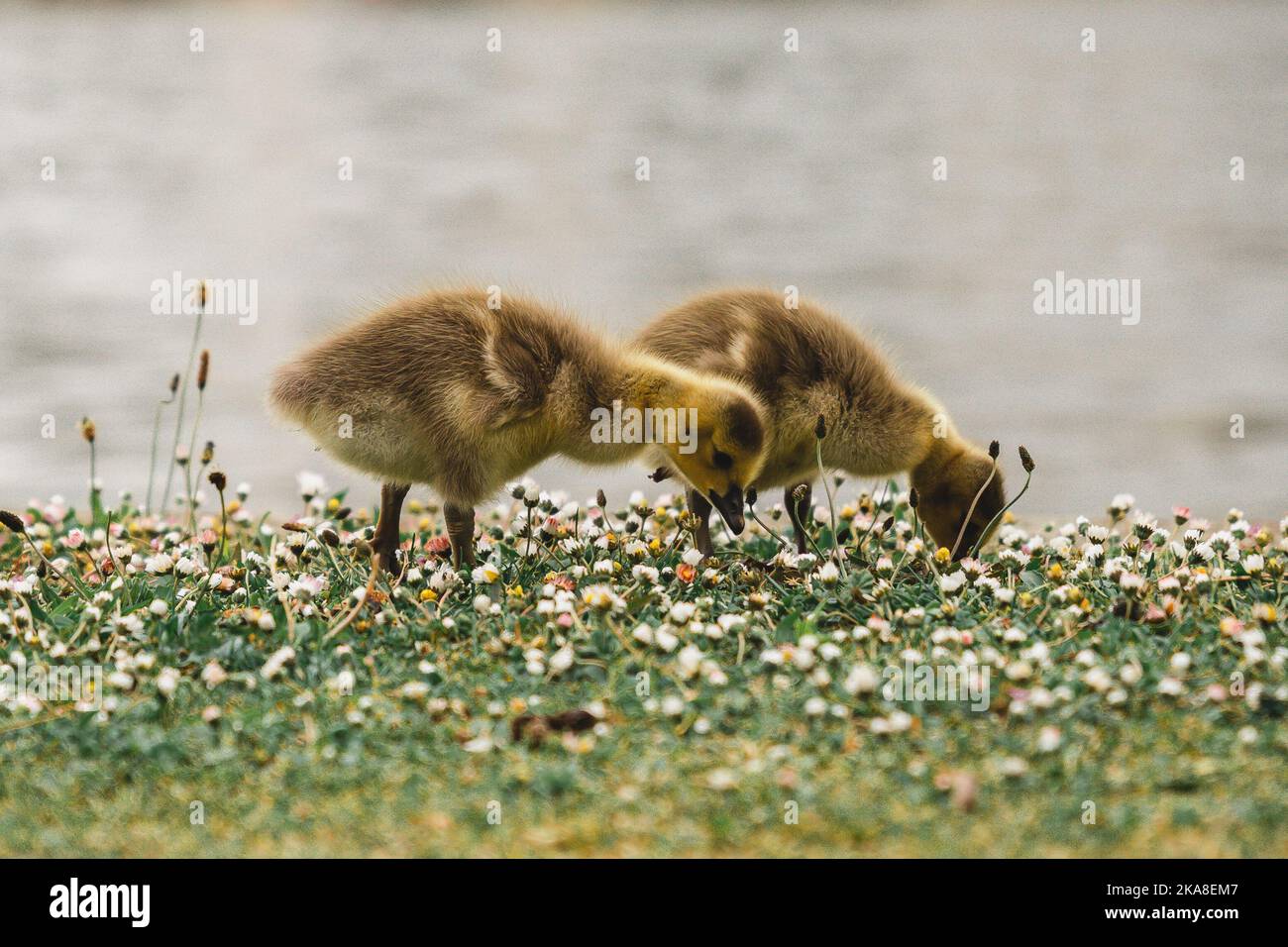 Two adorable goslings in a meadow Stock Photo - Alamy