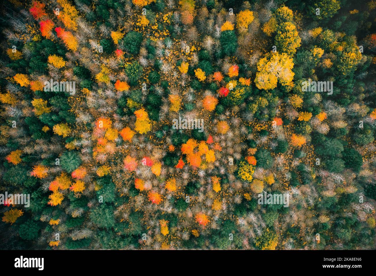 Treetops colorful leaves in forest hi-res stock photography and images ...