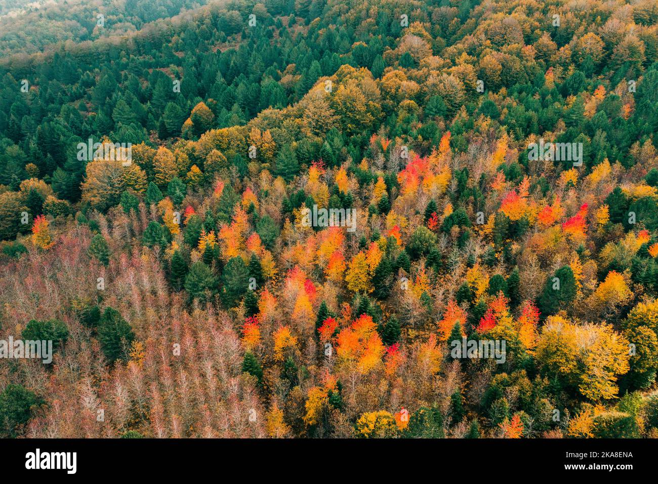 Stunning Trees In Autumn Colors Stock Photo - Alamy