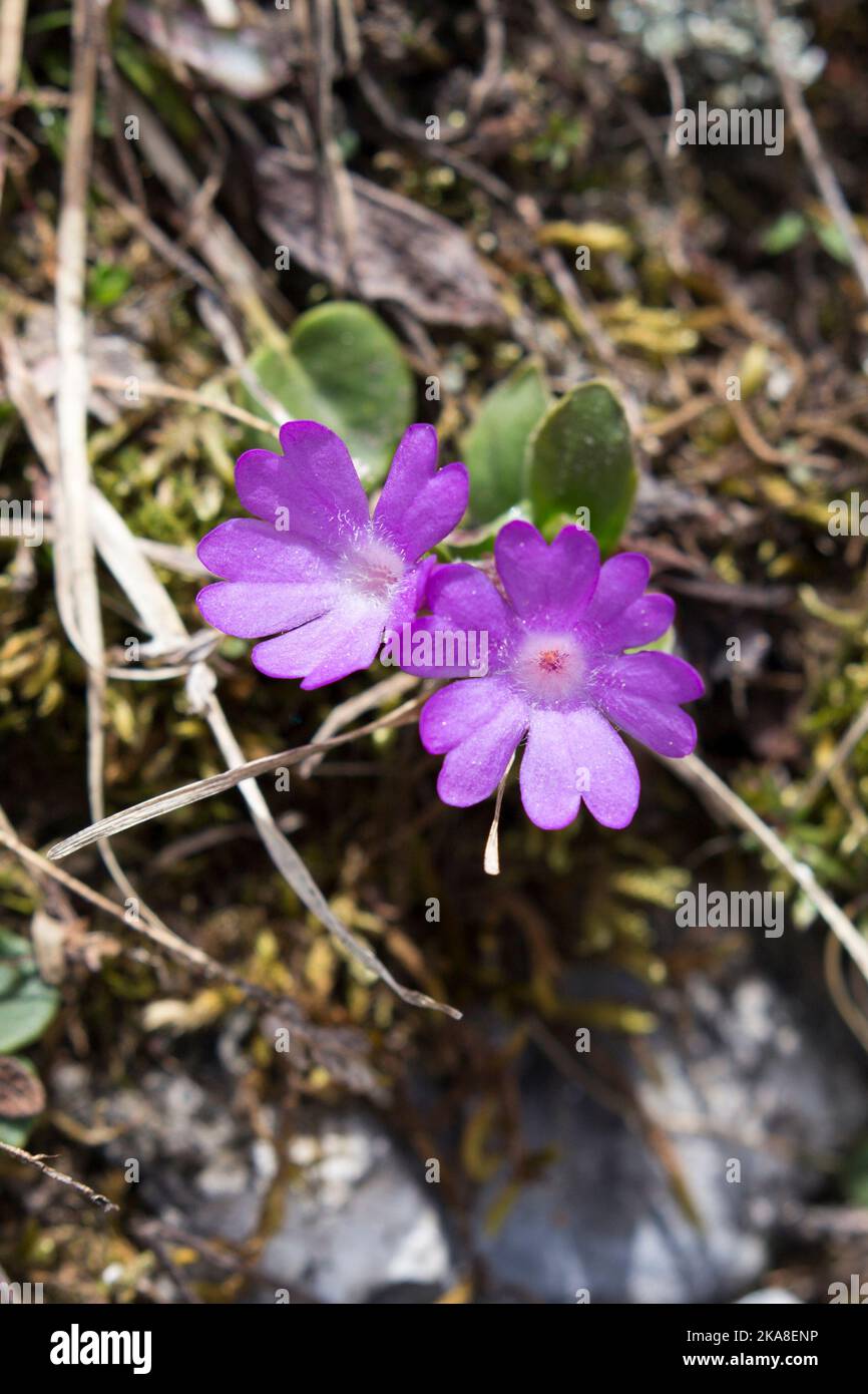 Birds eye primrose primula farinosa blooming hi-res stock photography ...