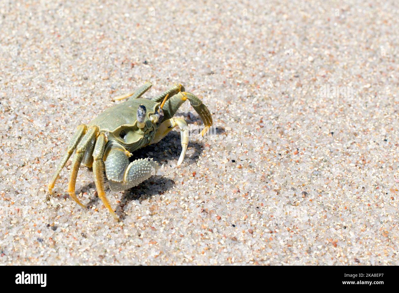 Ghost crab horned horn hi-res stock photography and images - Alamy