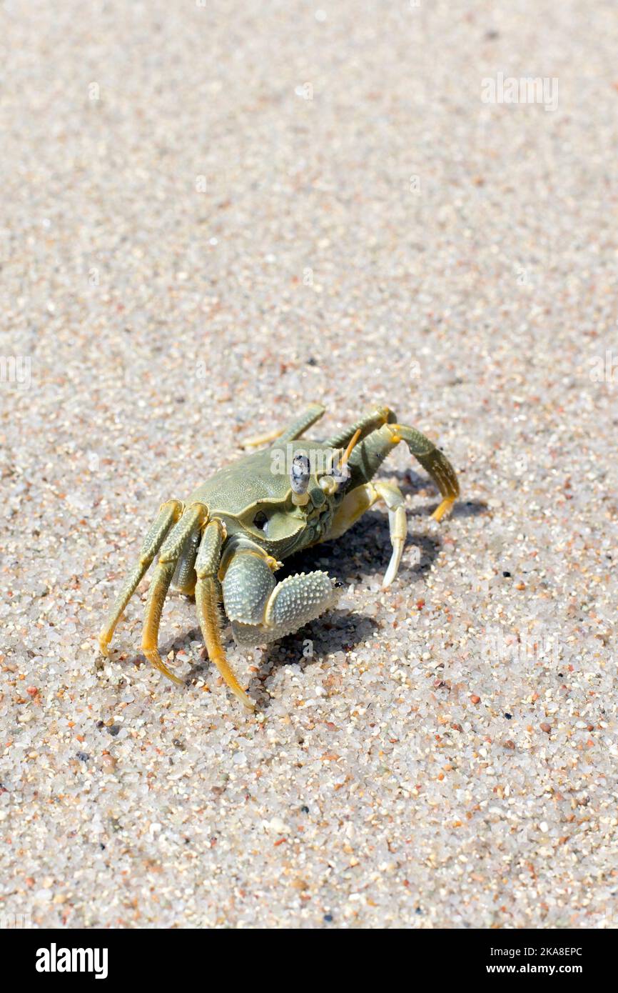 View of a horned ghost crab in the beach Stock Photo - Alamy