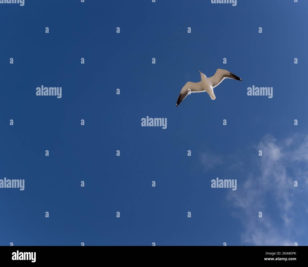 A low-angle shot of a beautiful seagull flying high in the blue cloudy ...