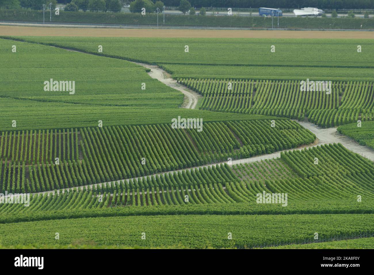 Green landscape scenary on the famous Champaign vineyards in Marne ...