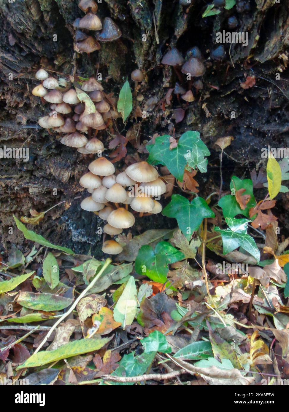 Intimate woodland landscapes demonstration patterns and textures in ...