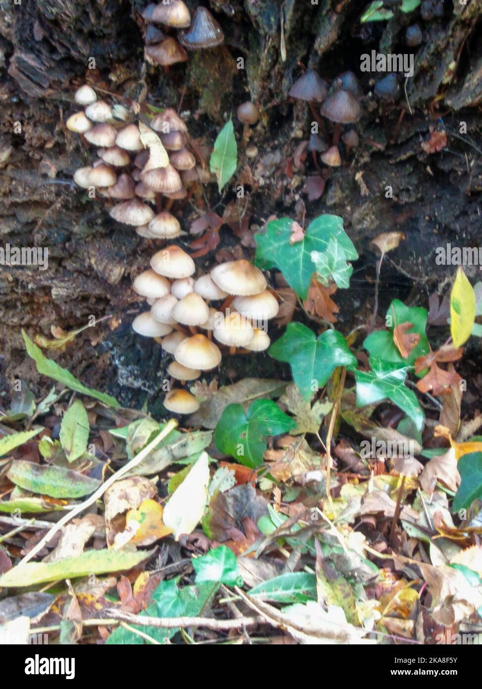 Intimate woodland landscapes demonstration patterns and textures in ...