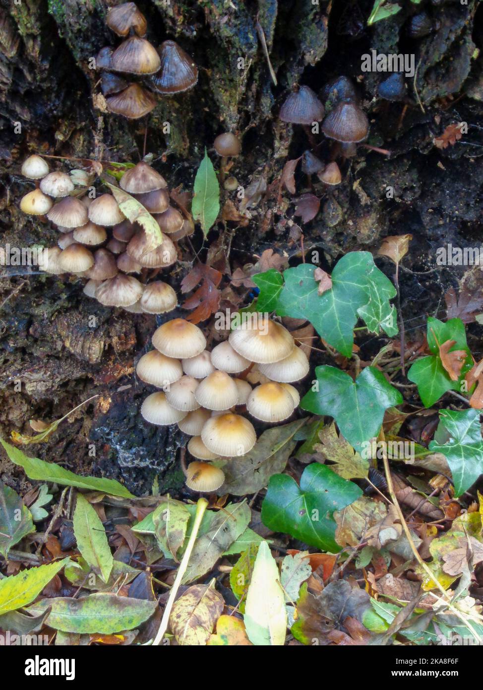 Intimate woodland landscapes demonstration patterns and textures in ...