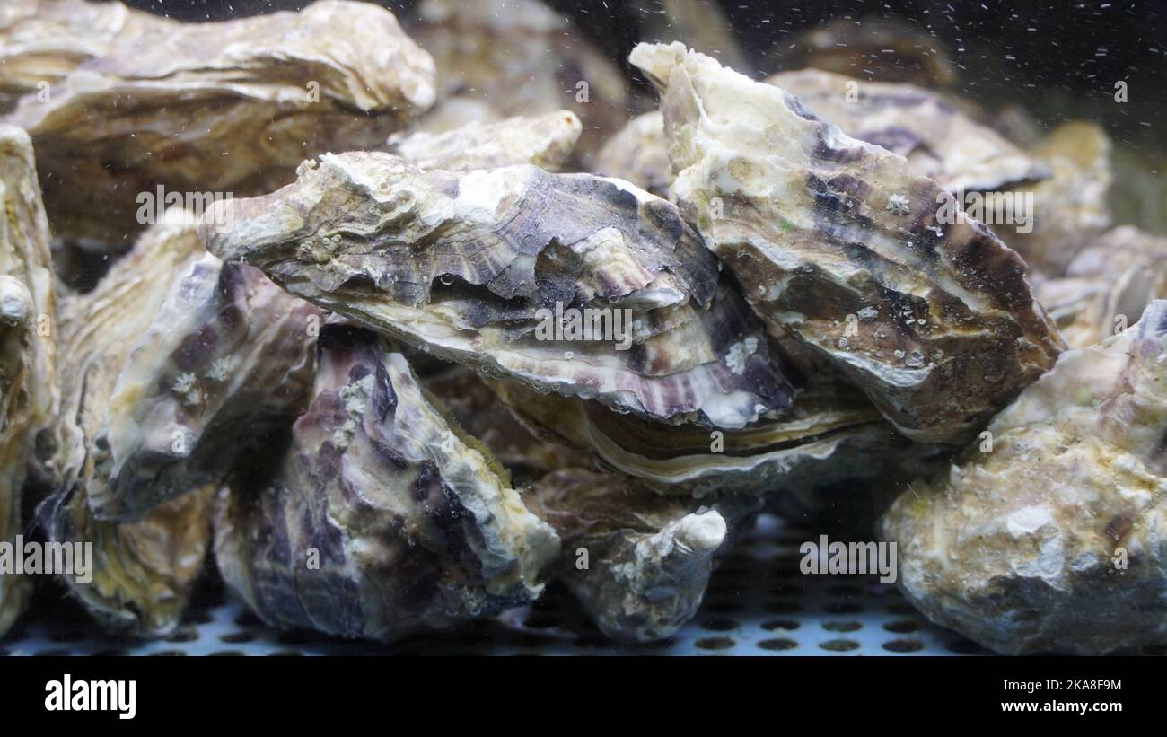 Live oysters in aquarium, at seafood restaurant , sea shells Stock ...