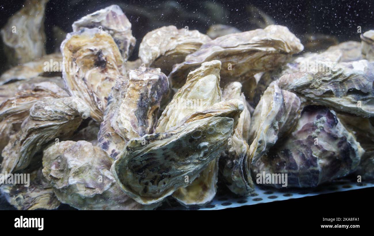 Live oysters in aquarium, at seafood restaurant , sea shells Stock ...