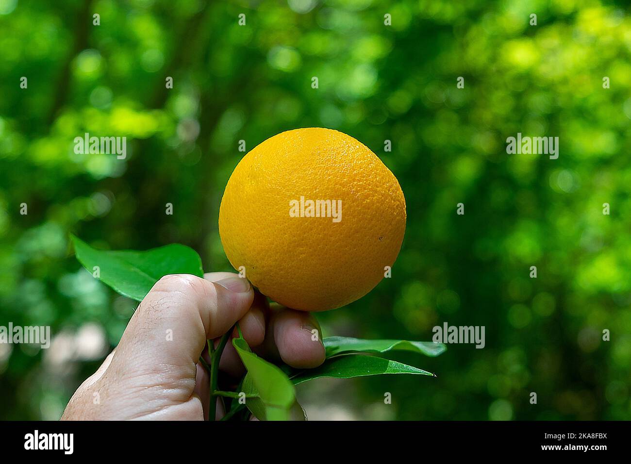 A fresh orange from Cyprus Stock Photo - Alamy
