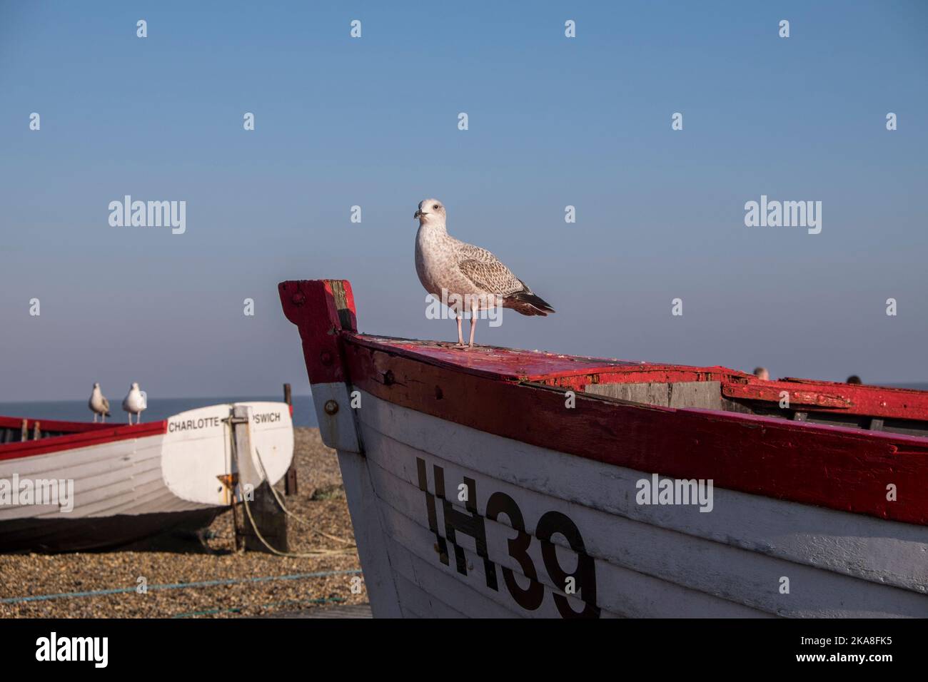Seagull on boat at Aldeburgh beach Stock Photo - Alamy