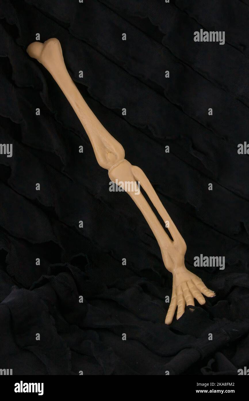 The Scary Halloween decor with cream leg bone isolated on black ...