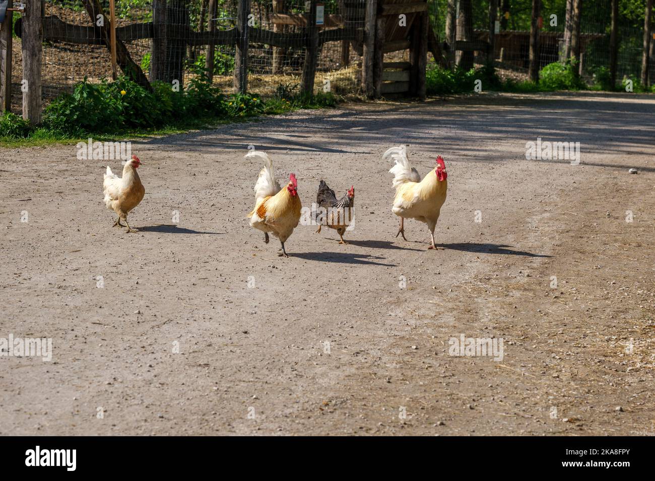 A group of hens and roosters running on the road in Haag zoo Stock ...