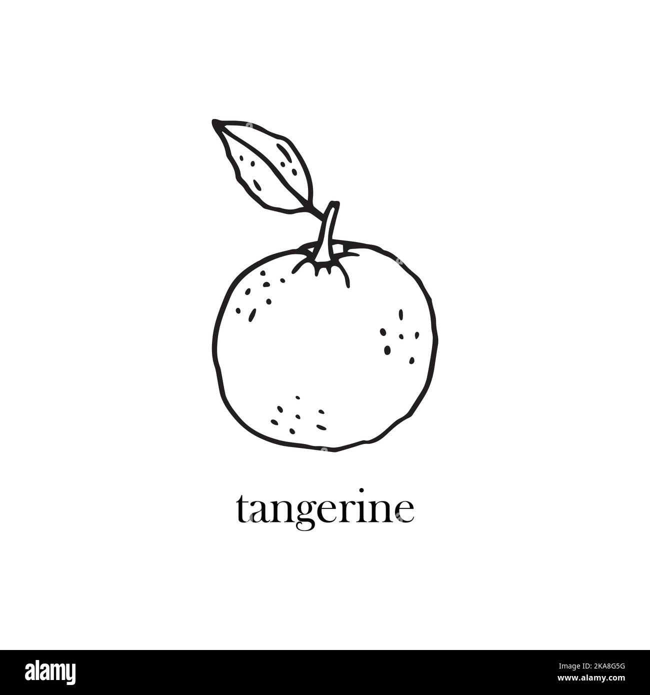 Vector illustration of a tangerine with a leaf on a twig. Citrus fruit ...