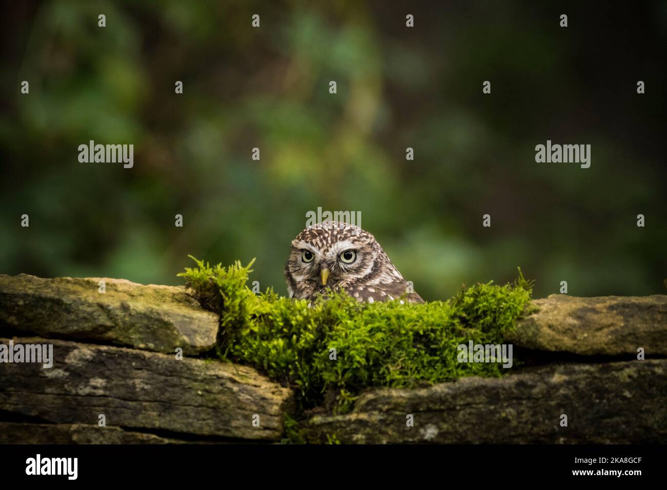 Moss covered wall hi-res stock photography and images - Alamy