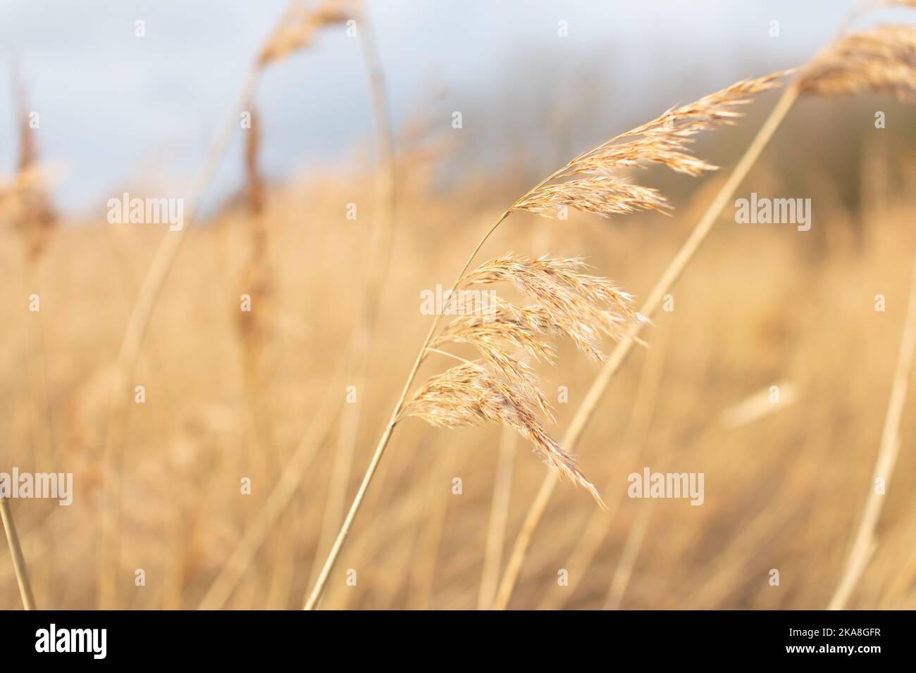 Reed grasses with colour tone hi-res stock photography and images - Alamy