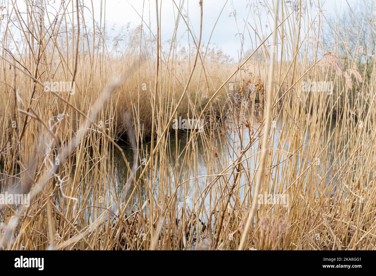 Reed grasses with colour tone hi-res stock photography and images - Alamy