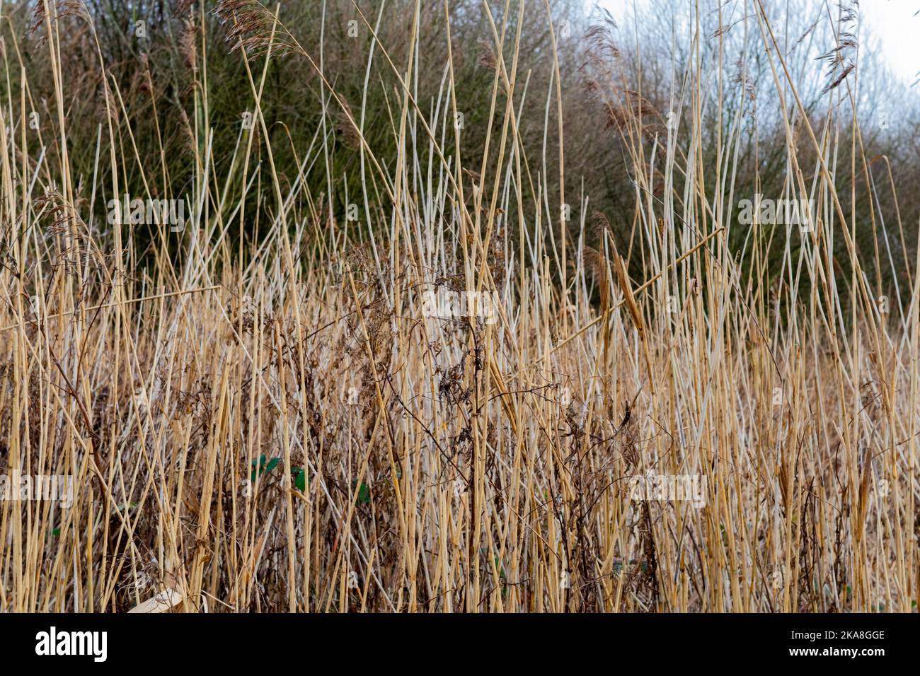 Dried water reed hi-res stock photography and images - Alamy
