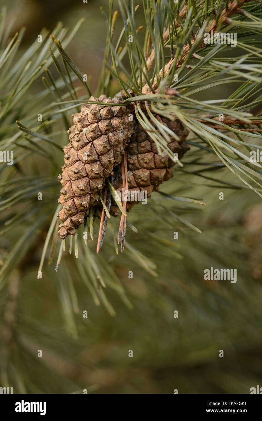 Cones of Scots Pine (Pinus sylvestris) hanging from tree branch Stock ...
