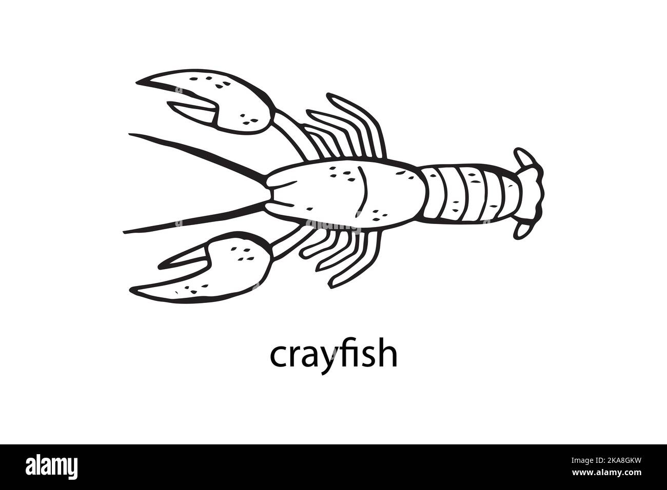 Lobster crayfish hand drawn Cut Out Stock Images & Pictures - Alamy