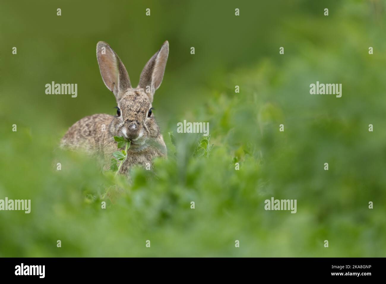 A shallow focus of a cute rabbit in the field surrounded by greenery ...