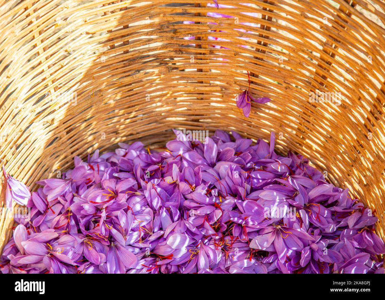 Saffron flowers background. Harvest collection season. Crocus sativus ...