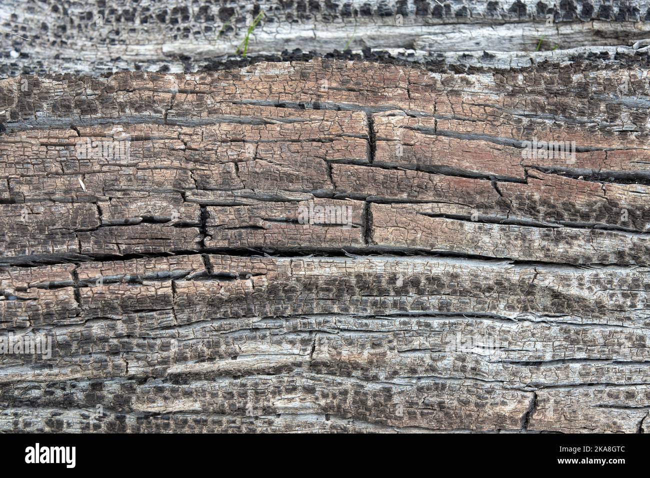 a close-up with the texture of a dry rotten wood, dried, old, craked ...