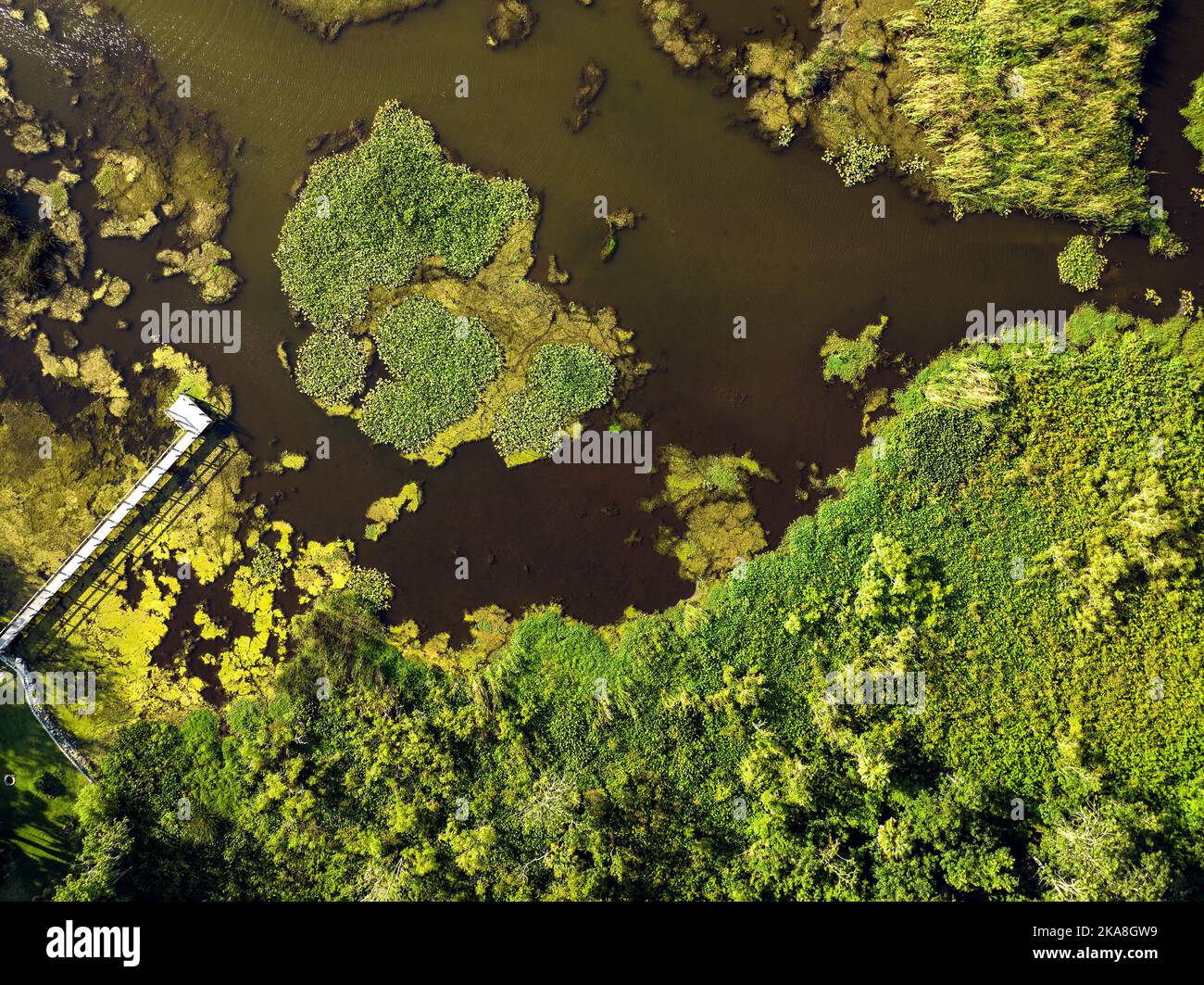Top down view of Lake Apopka-Winter Garden-Foliage, Dock Florida. May ...