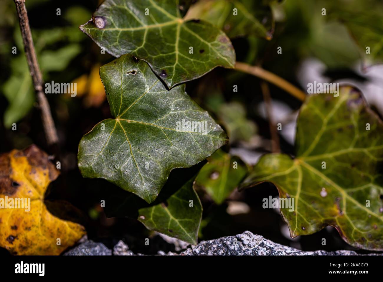 Ever green ivy in spring Stock Photo - Alamy