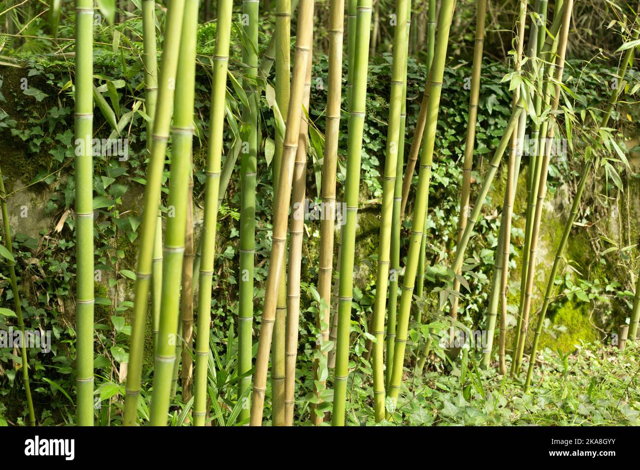 Close Up Bamboo Trunks Forest Texture Stock Photo - Alamy