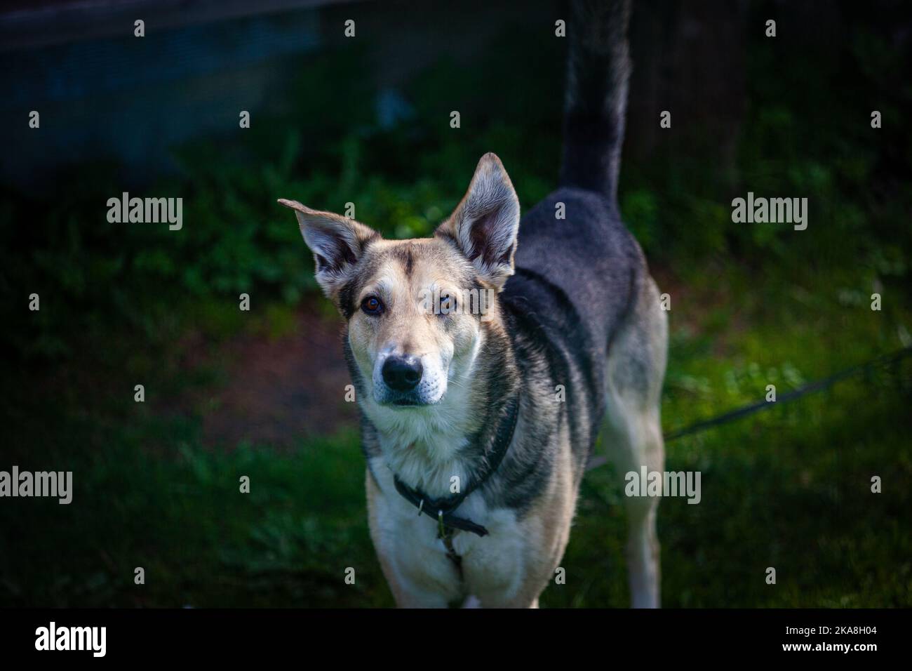A closeup portrait of a beautiful dog in the garden Stock Photo - Alamy