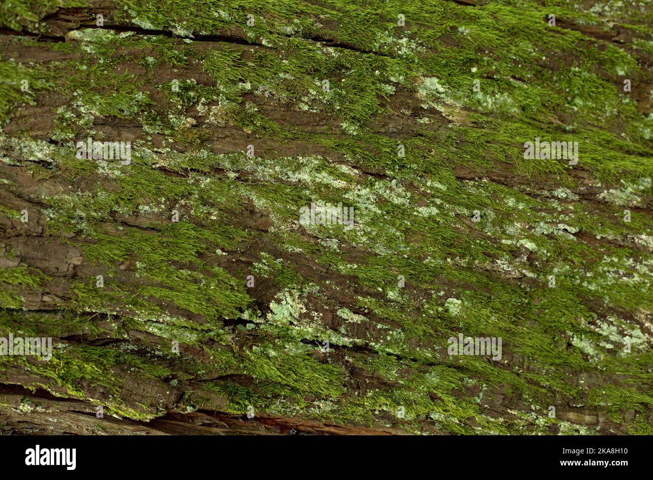 Moss cover hi-res stock photography and images - Alamy