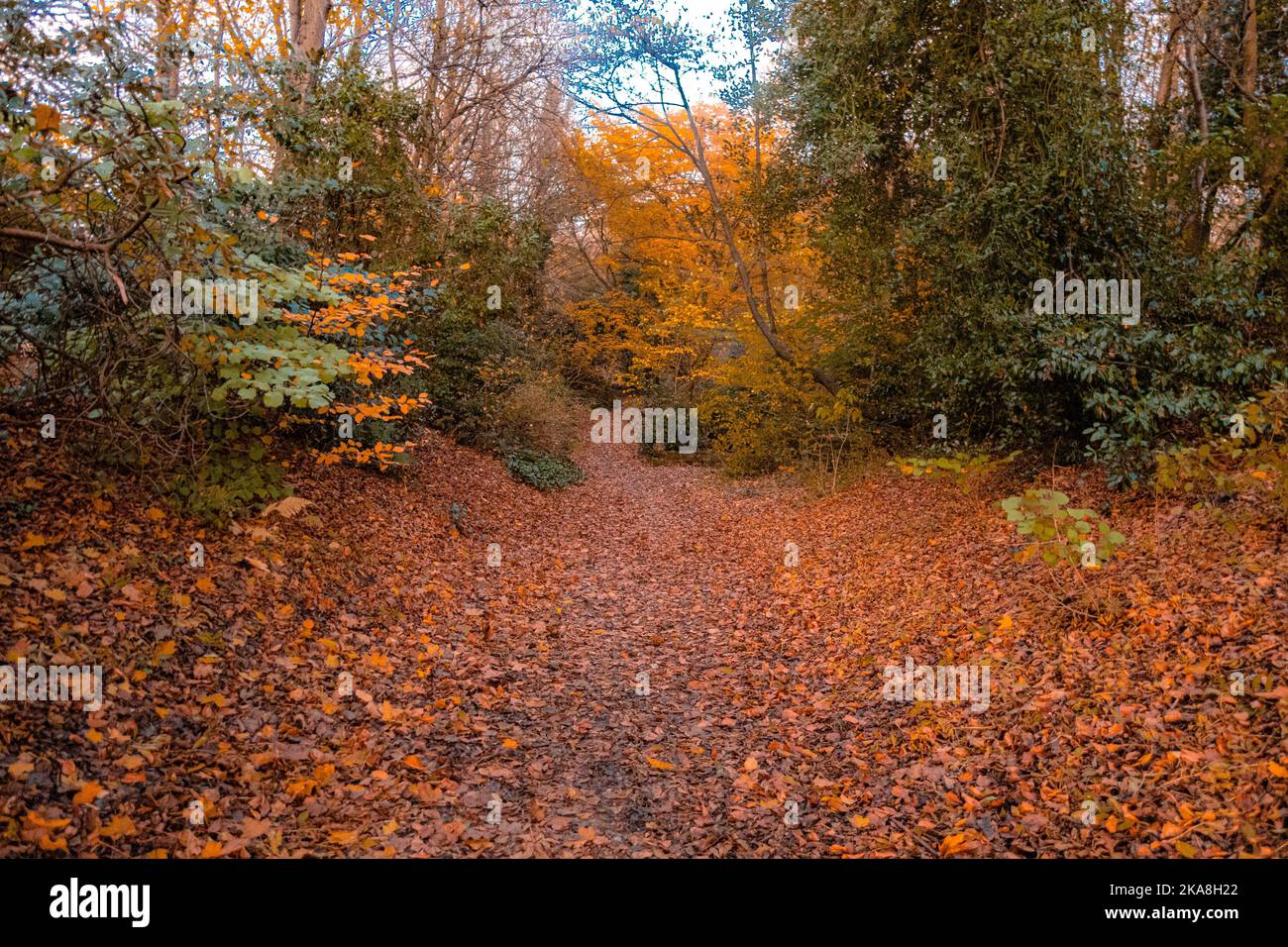 An autumn view of a path with colorful trees in the forest Stock Photo ...