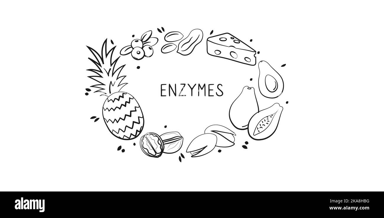 Enzymes-containing food. Groups of healthy products containing vitamins ...