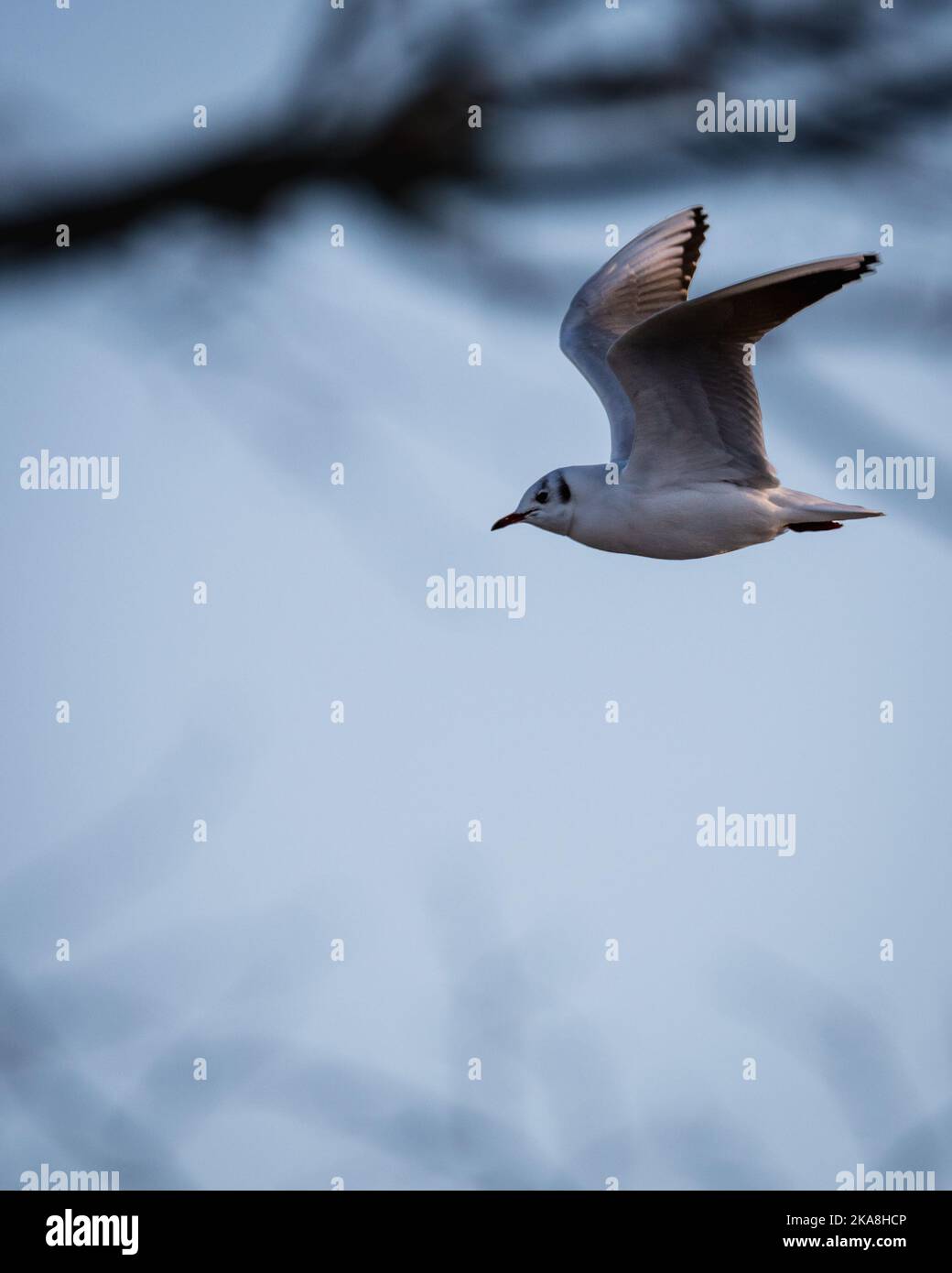 A vertical shot of a common pigeon flying in the air Stock Photo - Alamy