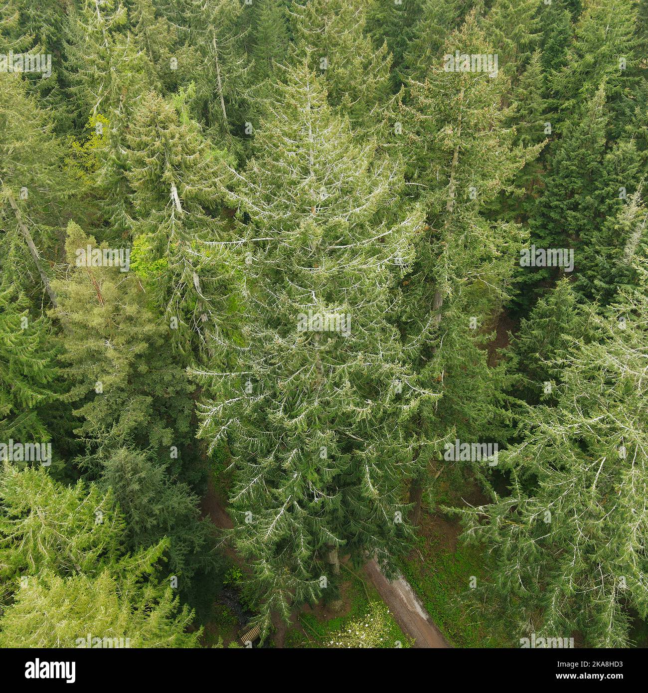 An aerial view of green douglas fir trees in an English forest Stock ...