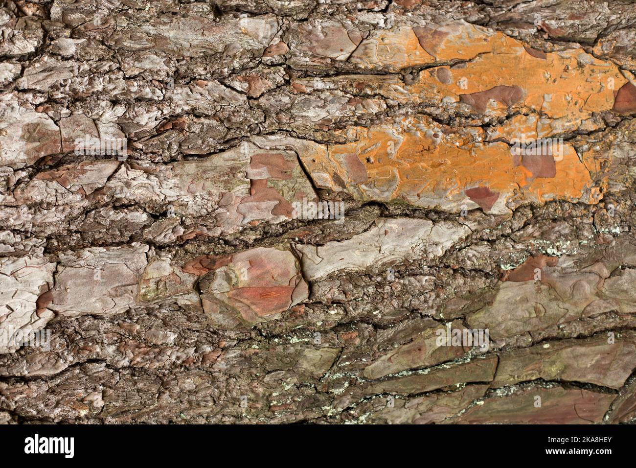 Rough pine hi-res stock photography and images - Alamy